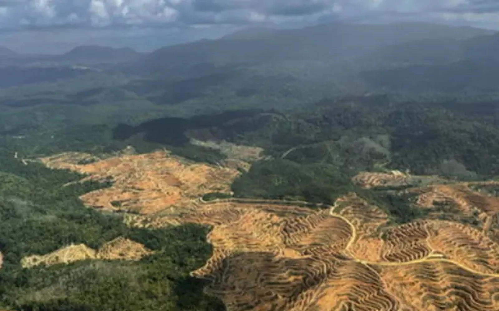 3.2 juta hektar hutan semula jadi berisiko ditebang, kata badan ...