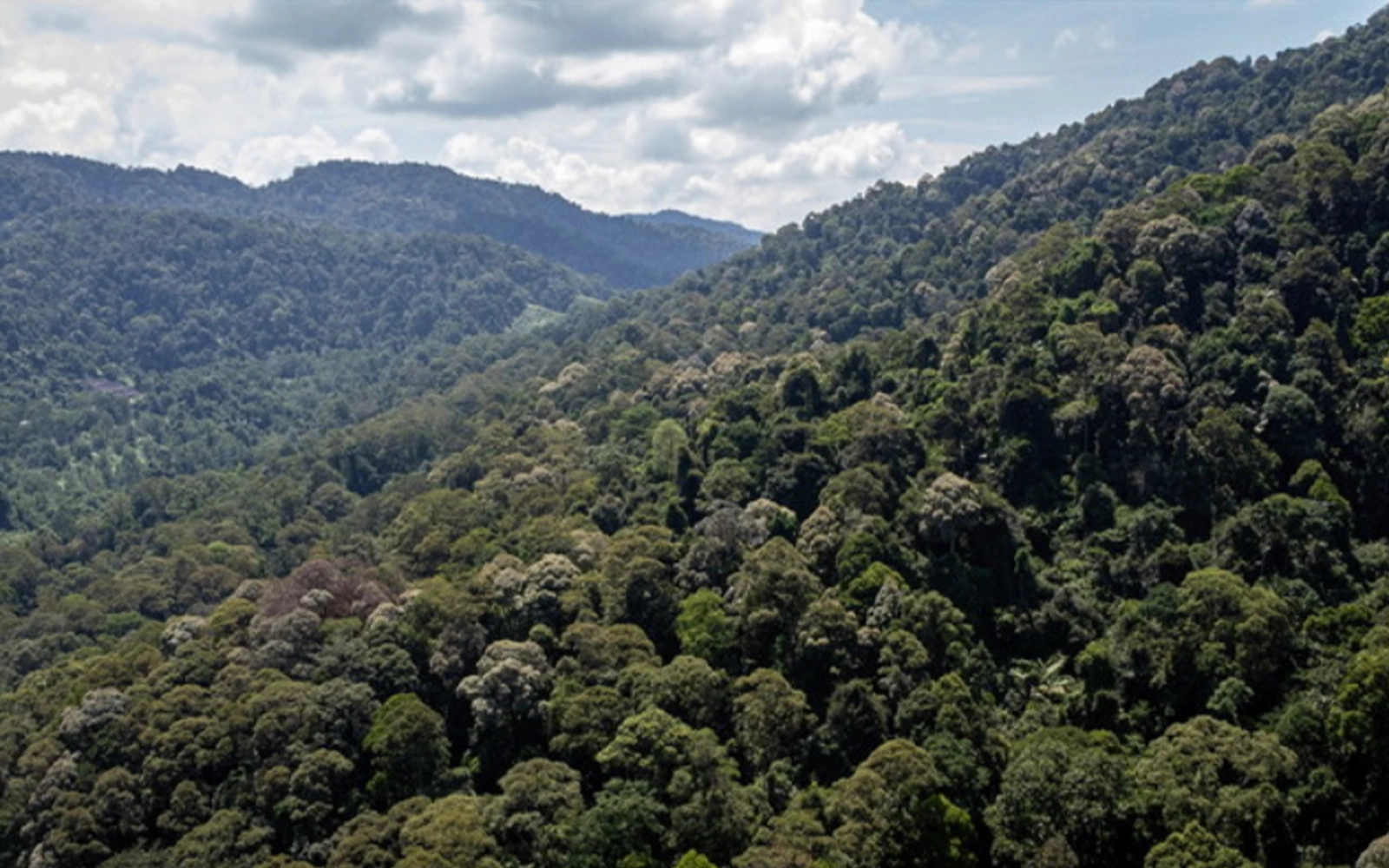 NGO claims Pahang forest reserve degazetted to make way for township | FMT