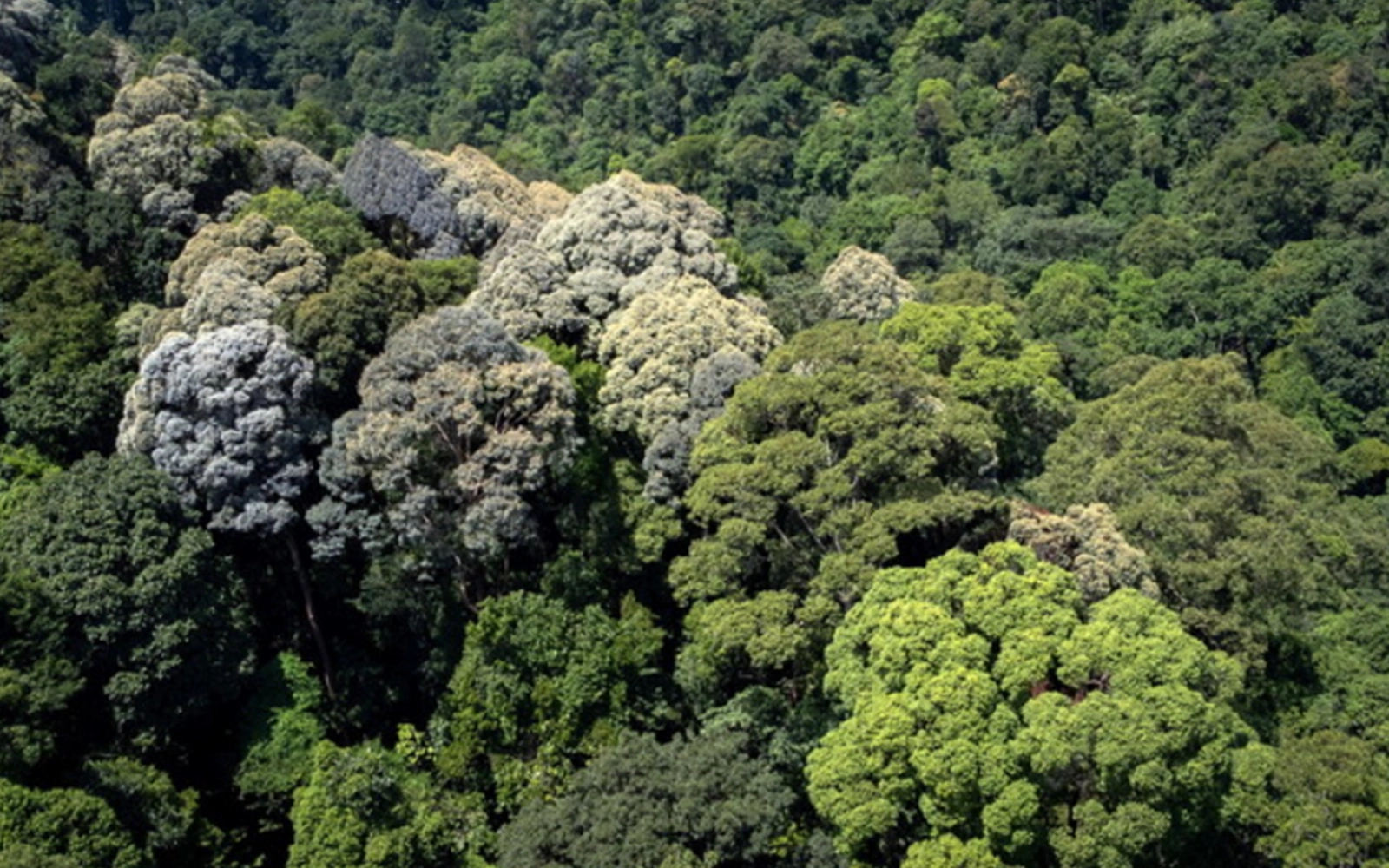Kelantan lewat lombong REE kerana berada di hutan simpan kekal, kata ...