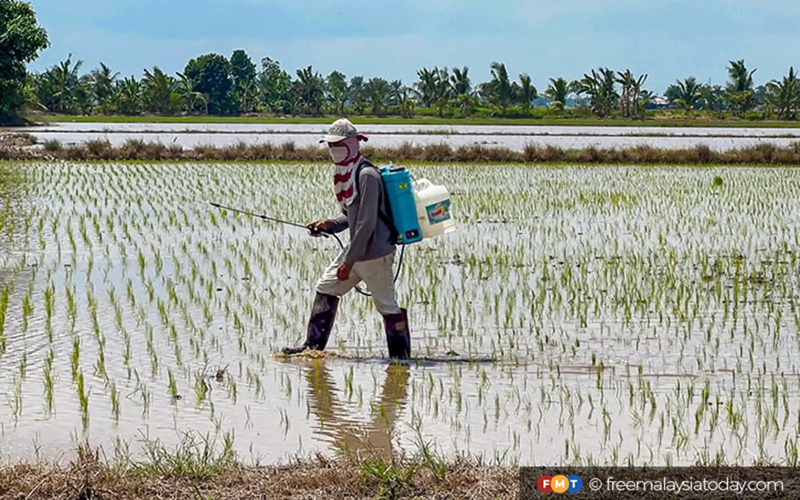 Sarawak needs 17,500ha of padi land to achieve self-sufficiency | FMT