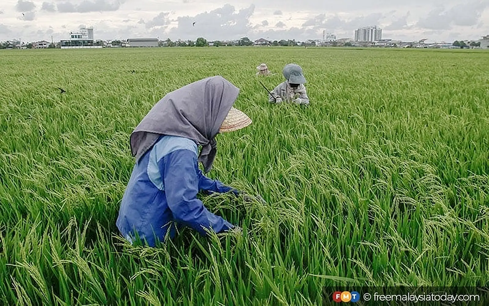 Subsidikan pesawah RM1,000, persatuan beritahu kerajaan jika ‘berat’ naik harga beras | Hot FM
