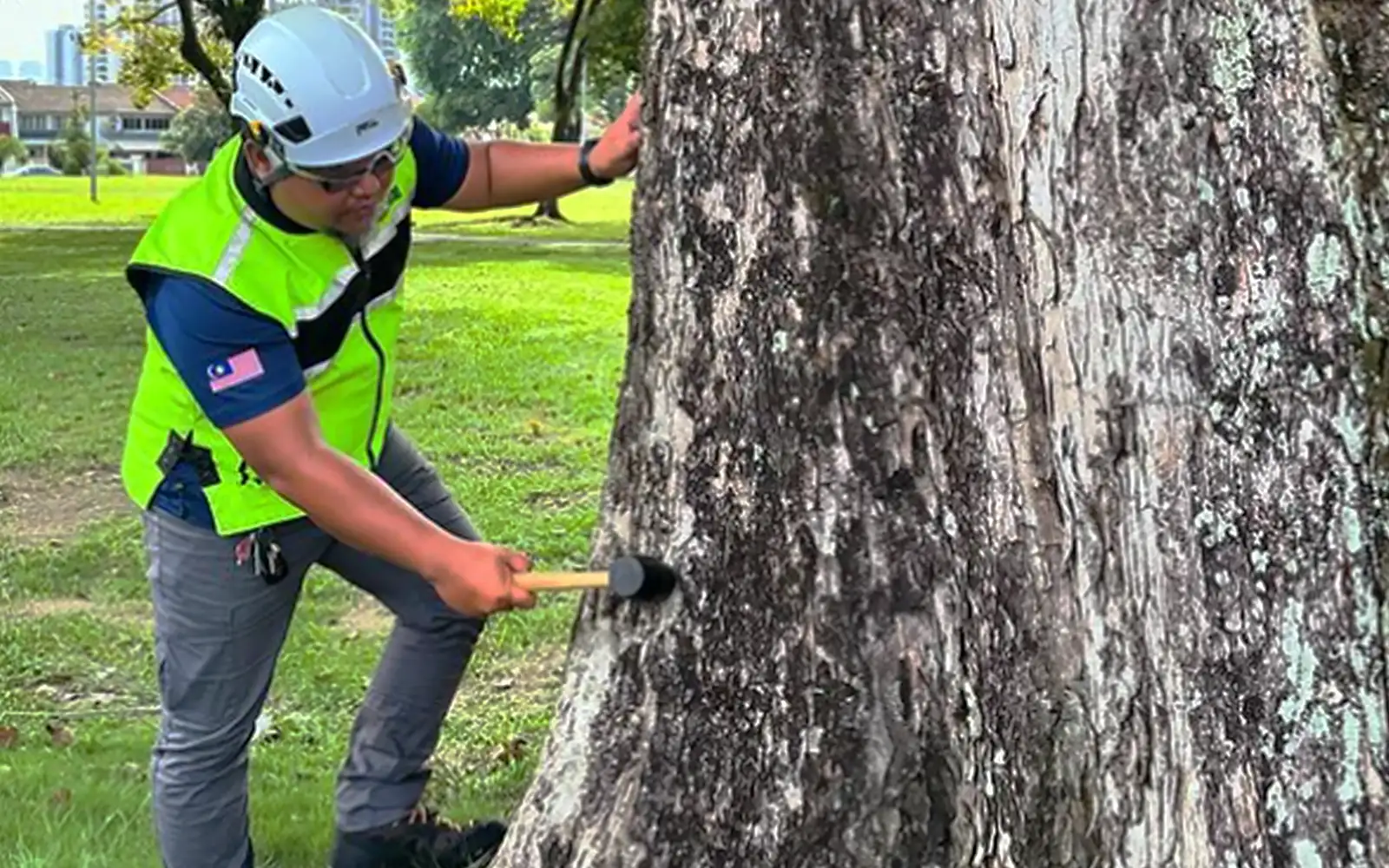 Arborist sheds light on the preservation of trees | FMT