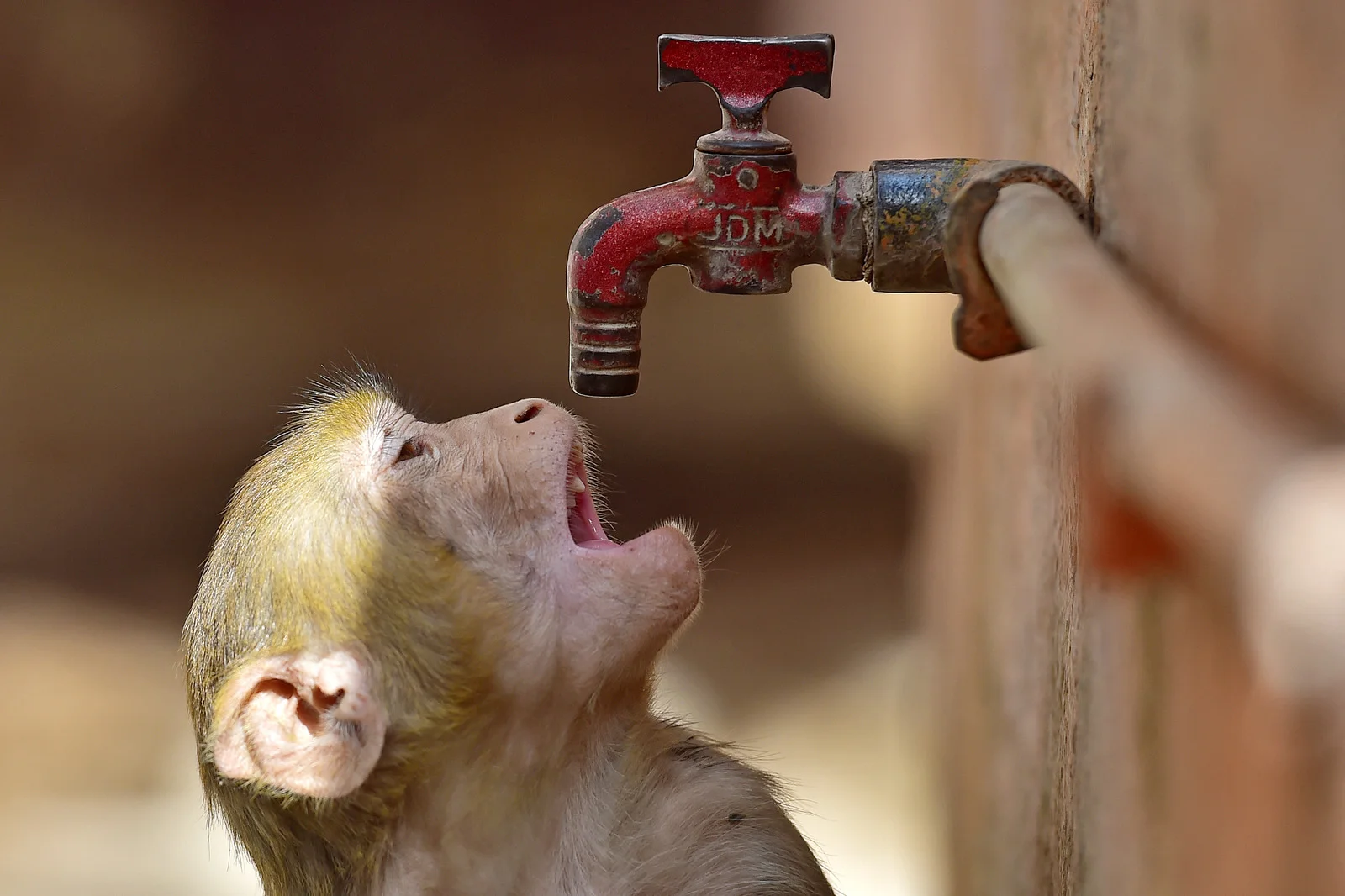 India’s heatwave hits wildlife as thirsty monkeys drown in well | FMT