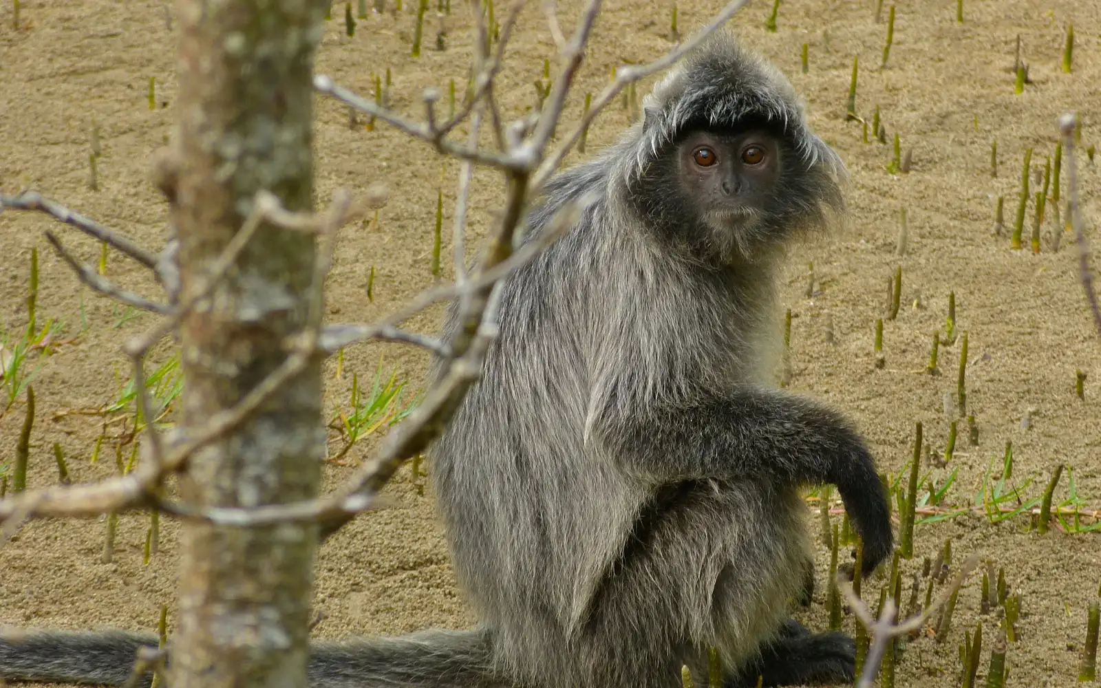 I was attacked by silvered leaf monkey, says witness in Perhilitan suit ...
