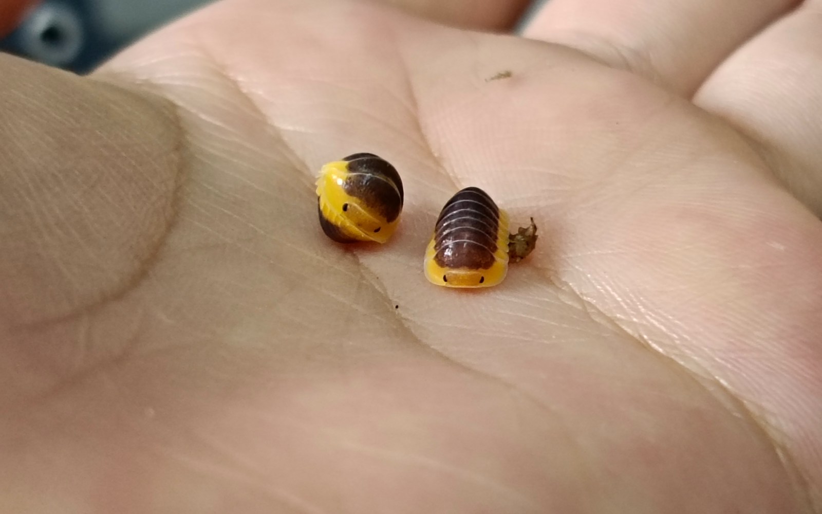 Isopod mania: meet Aznor Eisya Diana’s tiny tank tenants | FMT