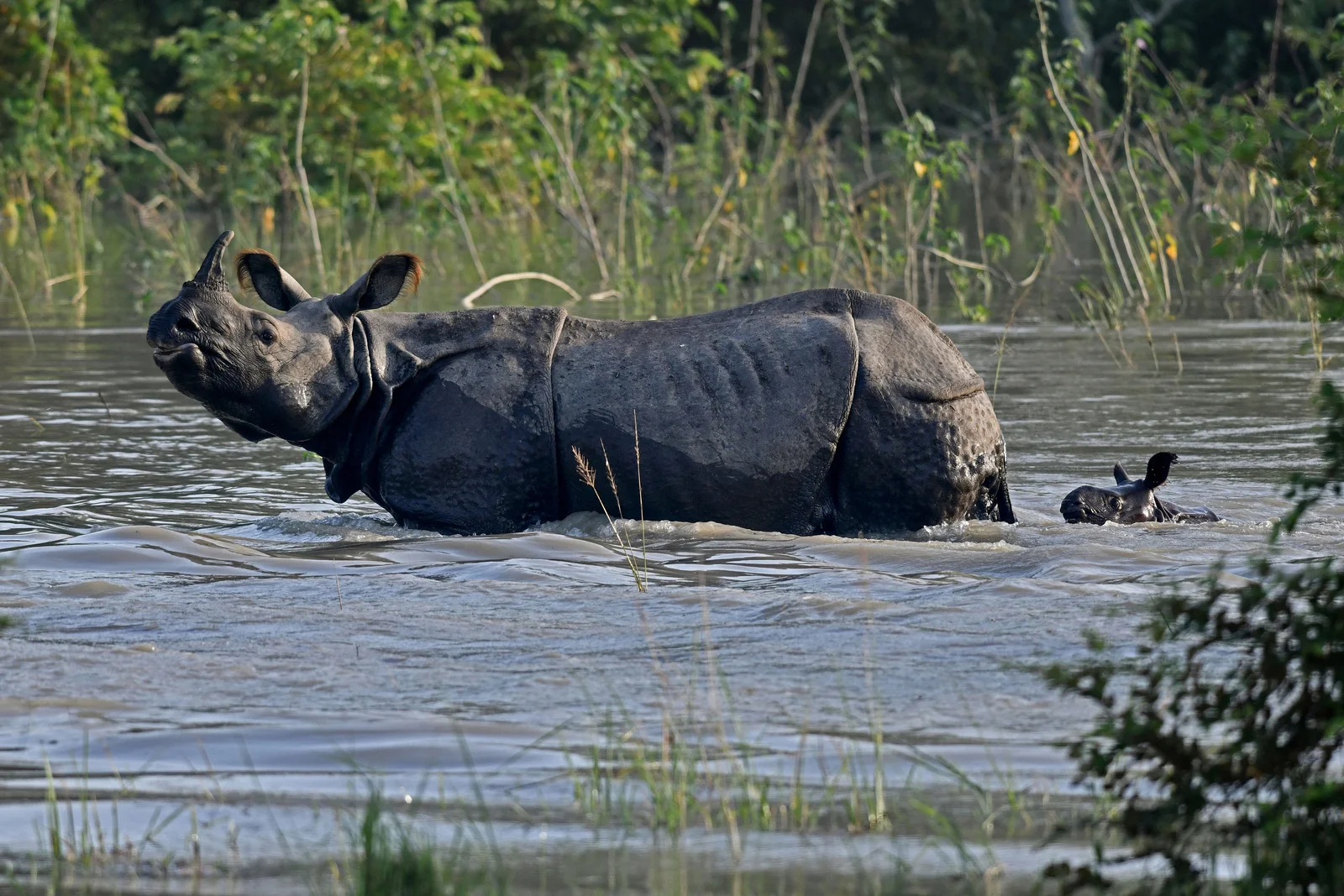 Floods swamp India’s national park, killing 6 rhinos | FMT