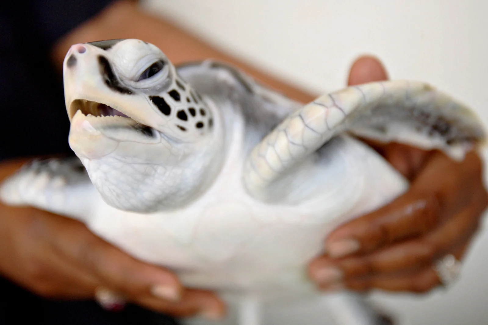 Malaysia arrests ‘Ninja Turtle Gang’ members, seizes tortoises | FMT