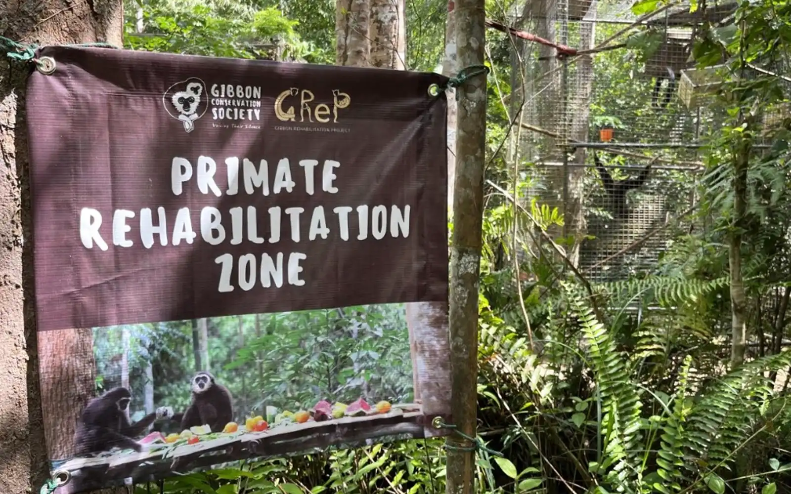Conservation group given conditional permit to rehabilitate gibbons | FMT