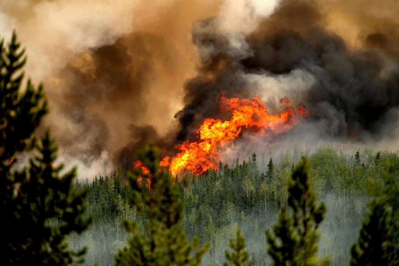 Forest fire reaches town in Canada’s Jasper National Park | FMT