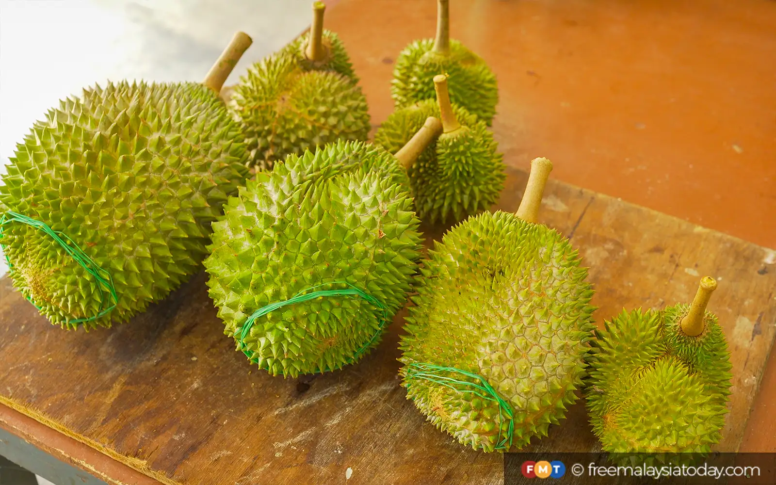 Durian Rainforest Wild Durian Tree Malaysian Forest Durian Stock Photo