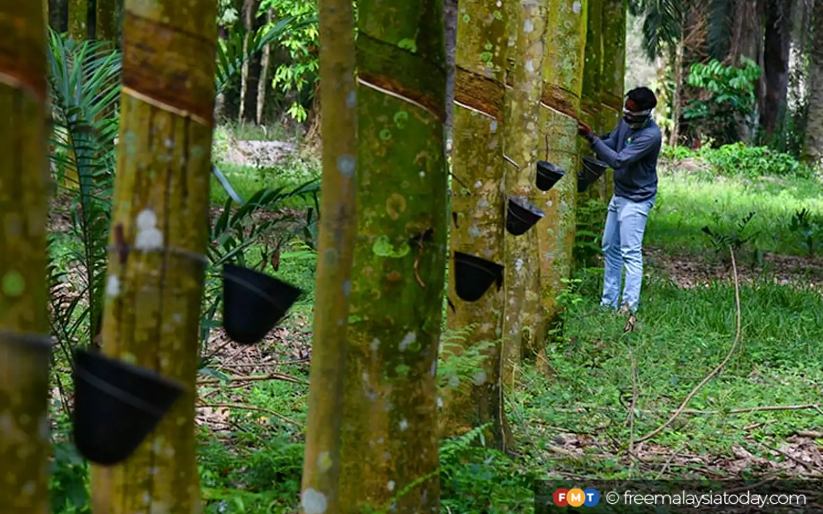 Rubber board urged to design programme to develop abandoned plantations ...
