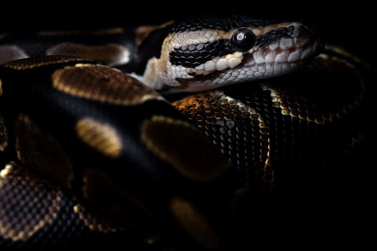 Woman killed in python attack in central Indonesia | FMT