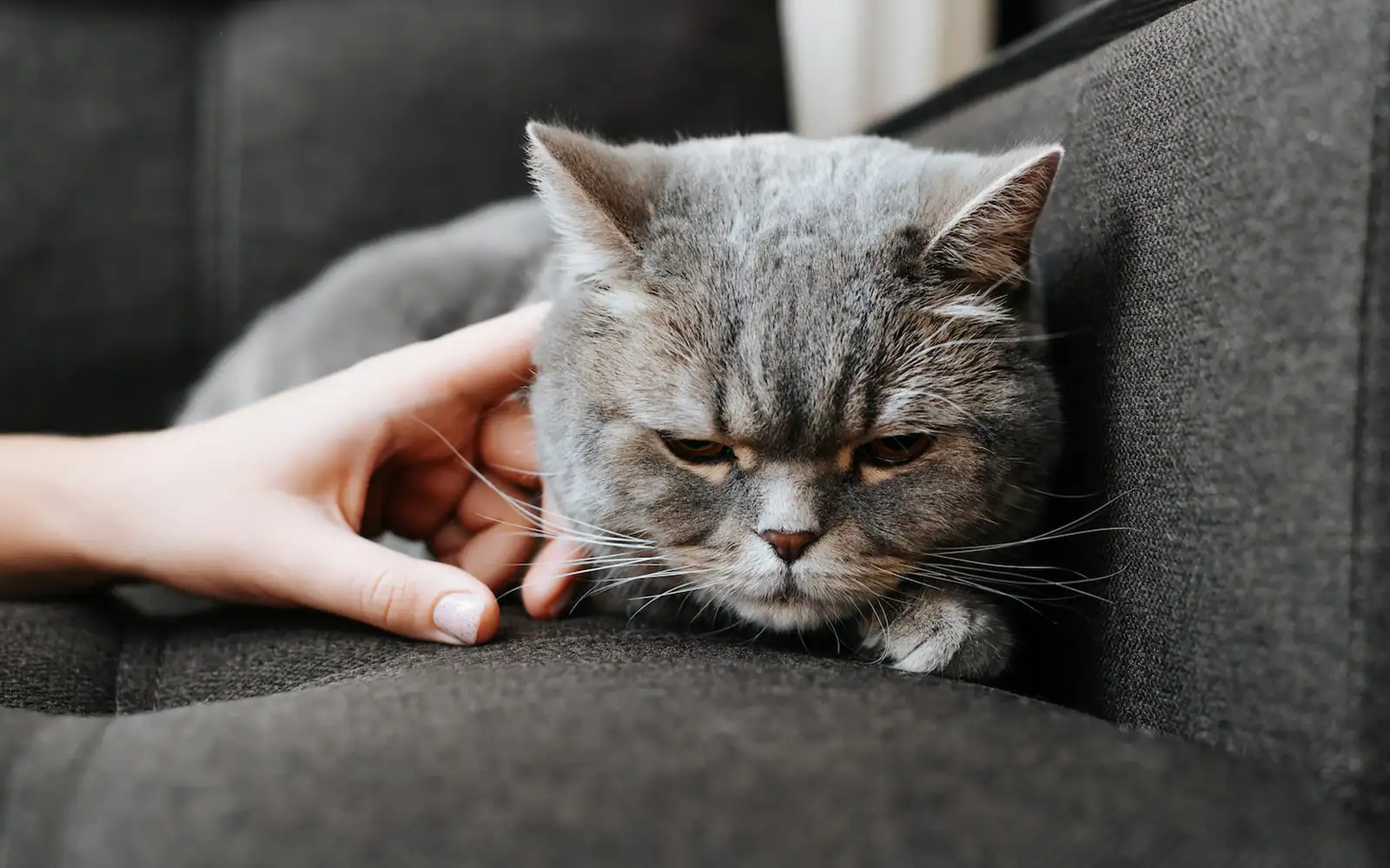 Do cats grieve the loss of an animal companion? | FMT