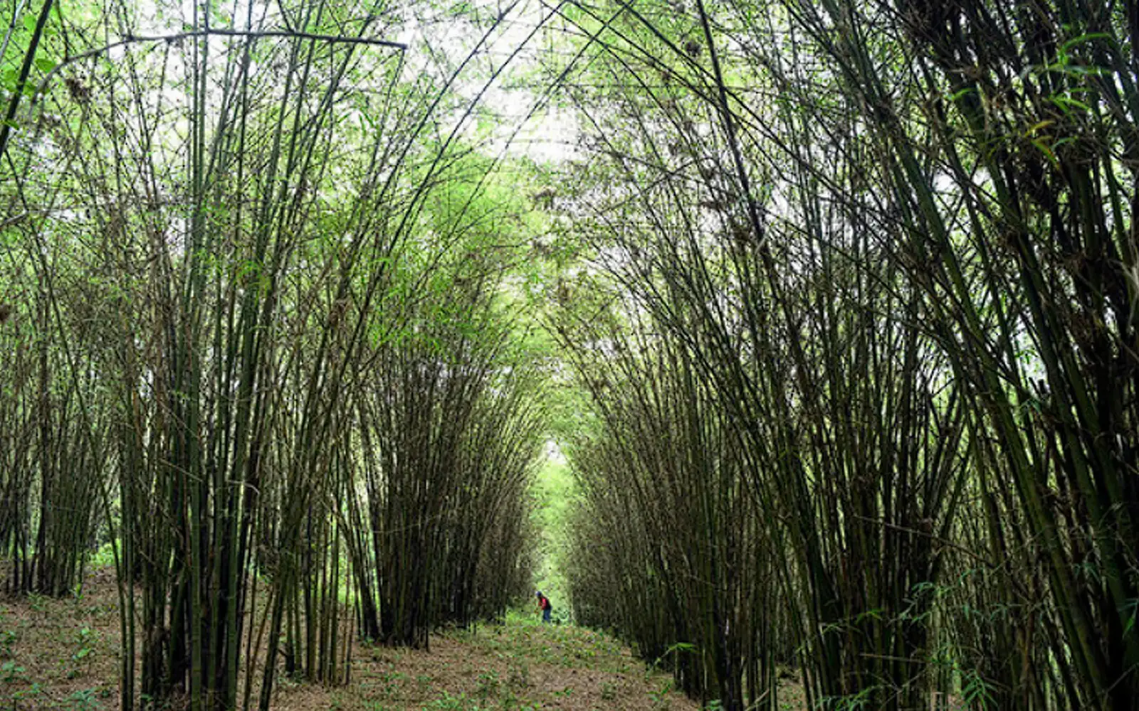 Tebus guna 420,000 hektar ladang terbiar untuk tanaman buluh dikaji | FMT