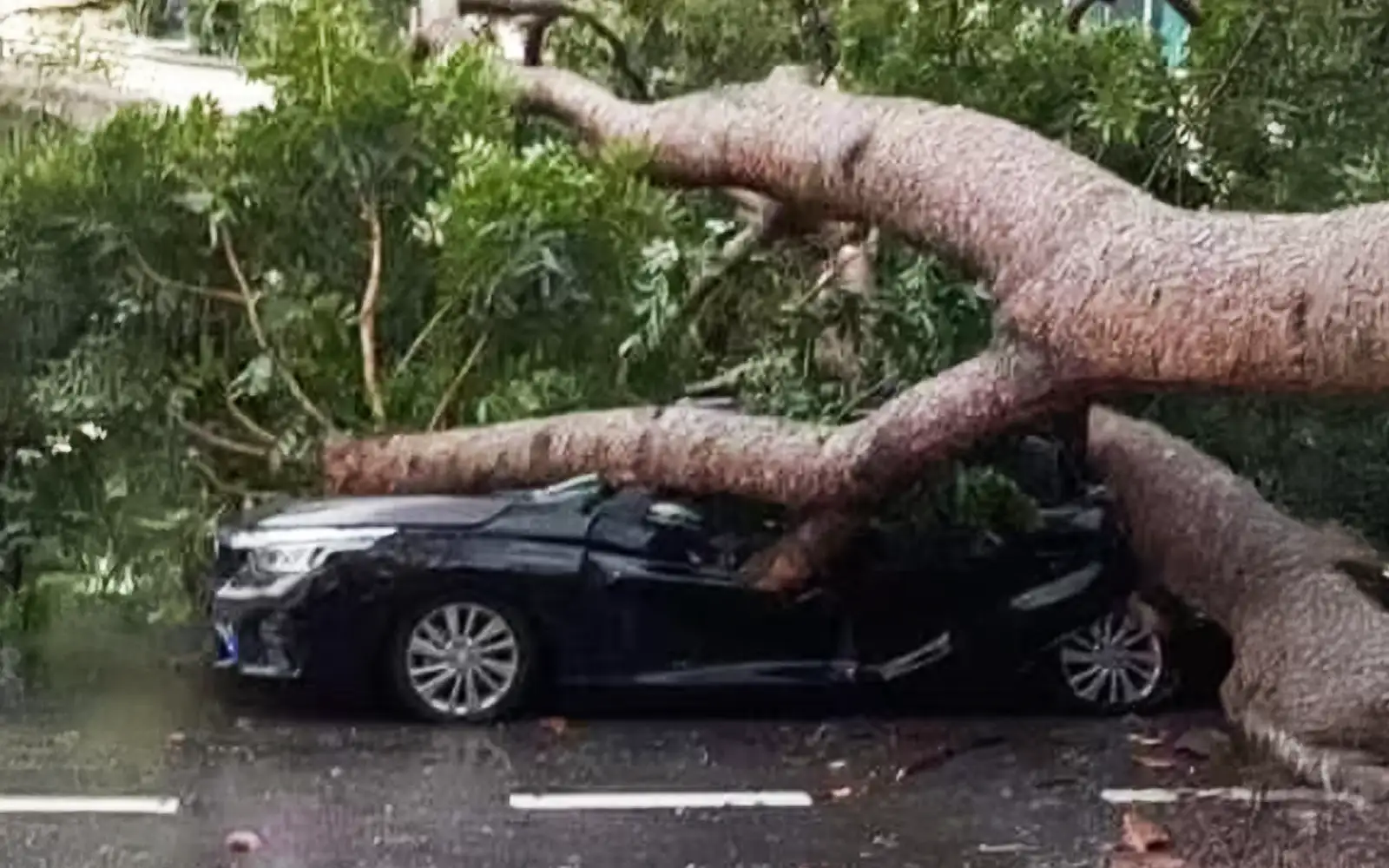 Storm causes flash floods, uproots trees in Penang | FMT