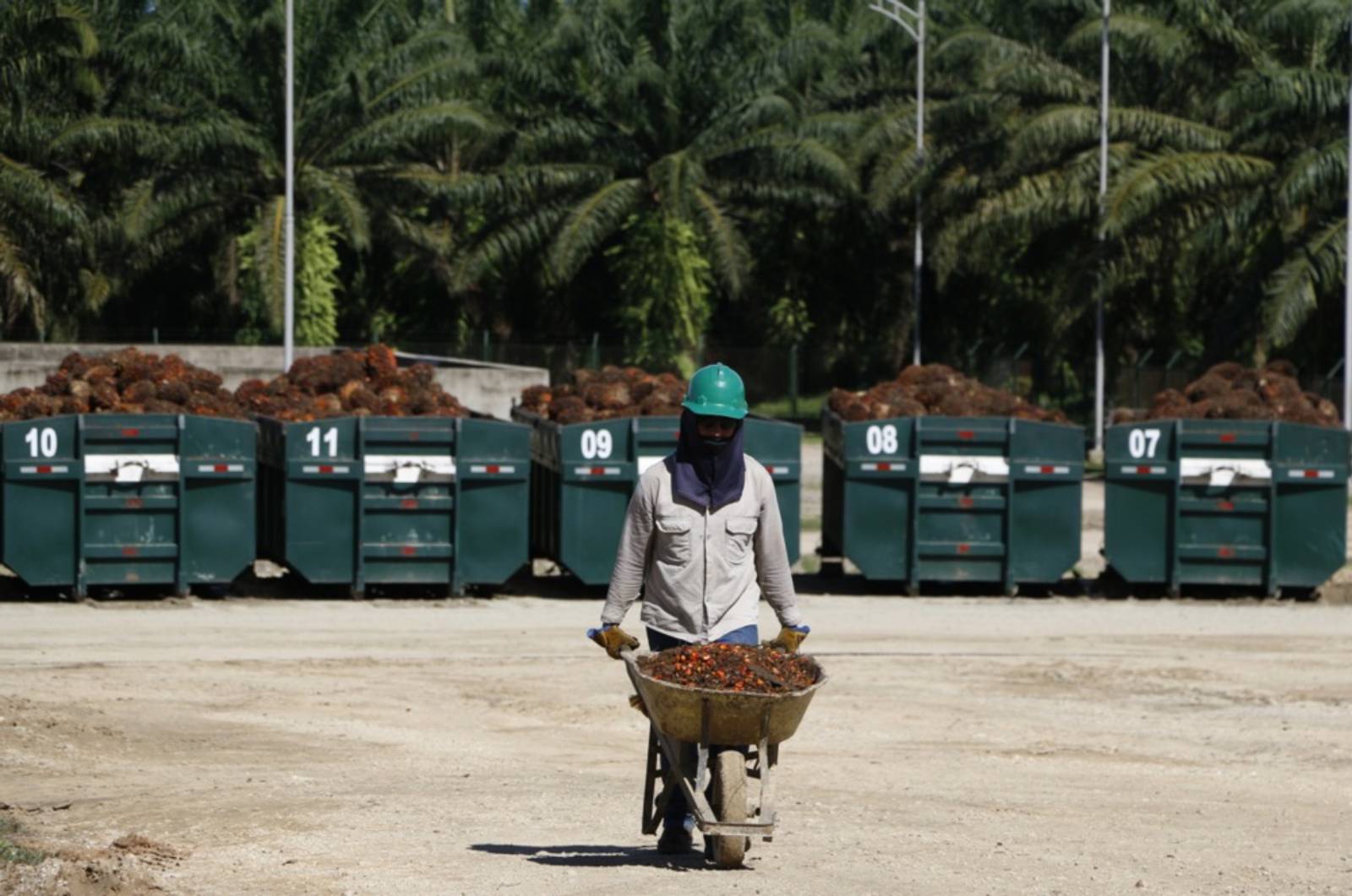 Palm oil extends decline as stronger ringgit curbs demand | FMT