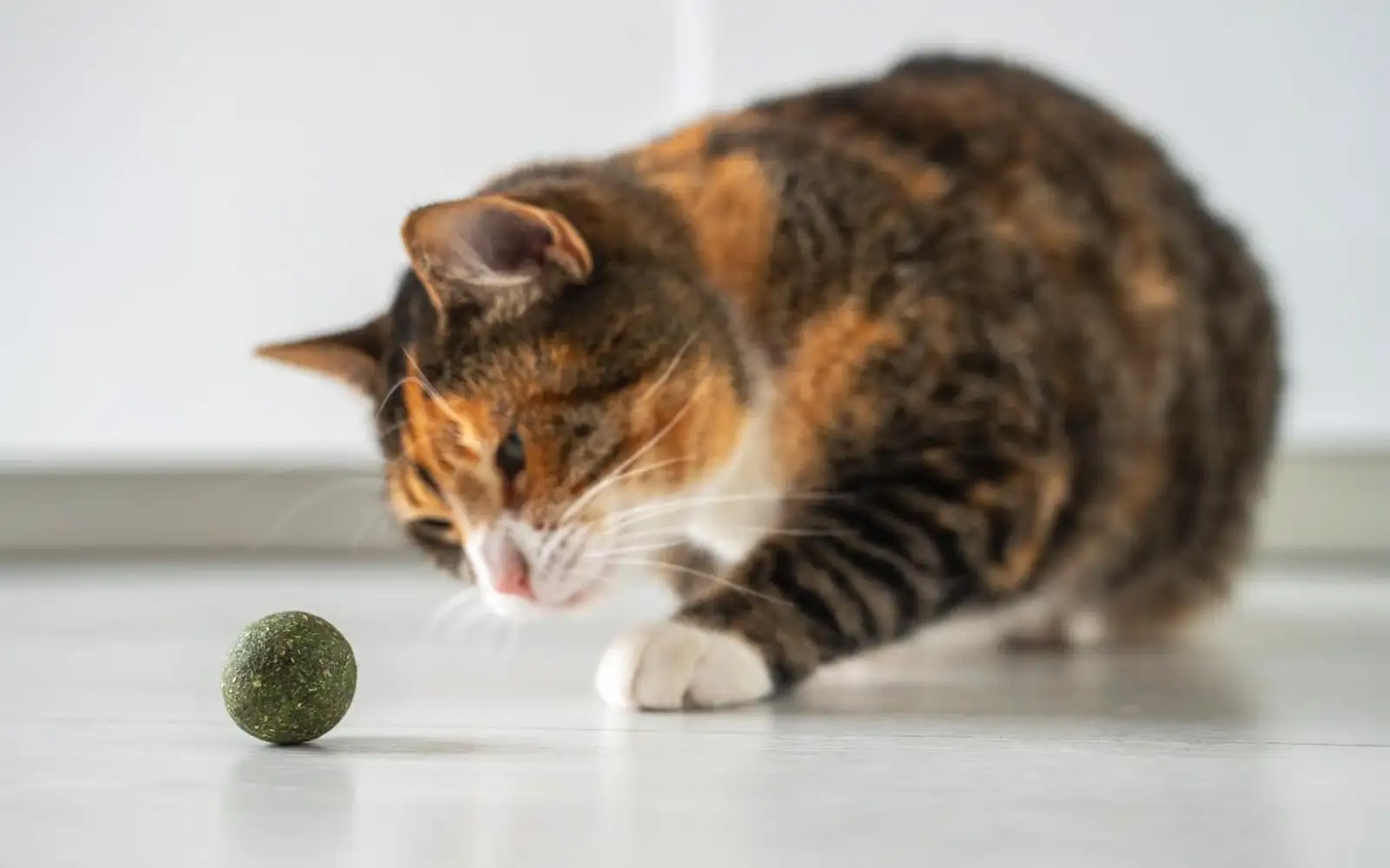 Cats, too, often enjoy playing fetch with their humans | FMT