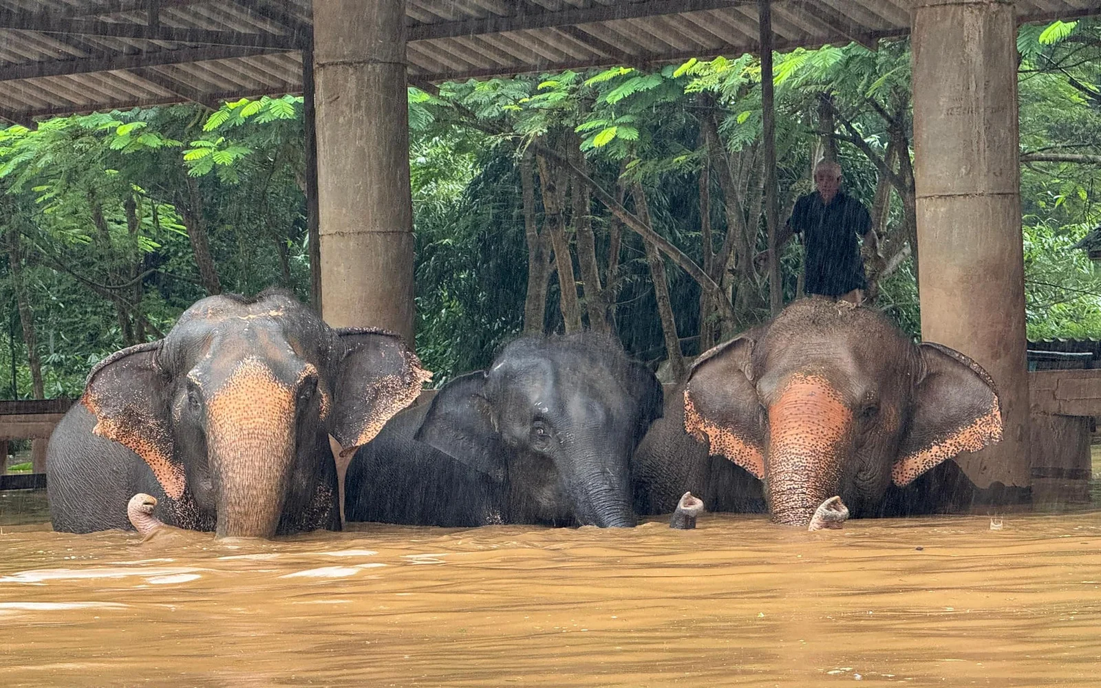 Elephants evacuated, animals stranded as floods hit Thailand | FMT