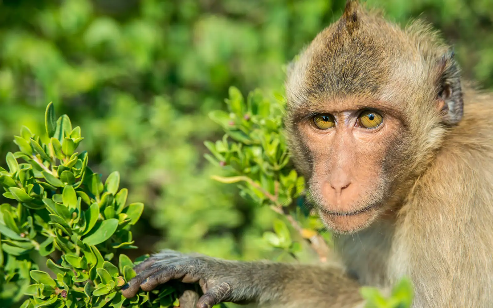 Like humans, animals become less sociable with age | FMT