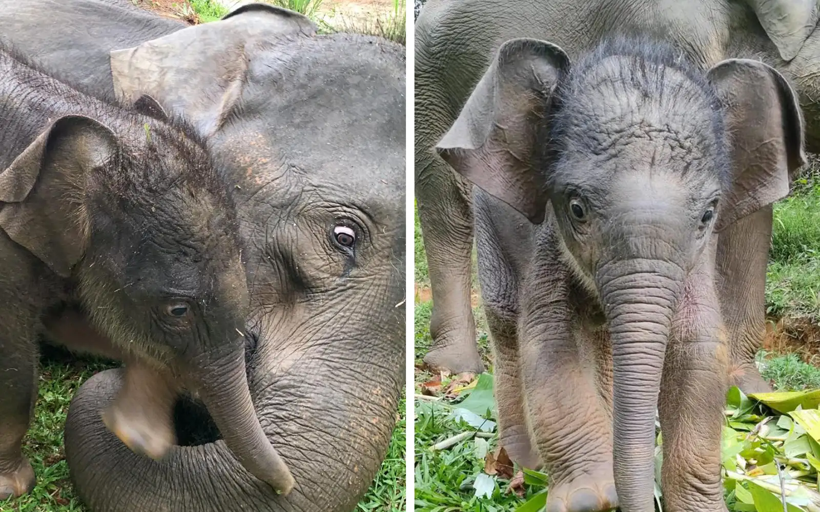 Baby elephant Hujjan showers Kenyir conservation village with joy | FMT