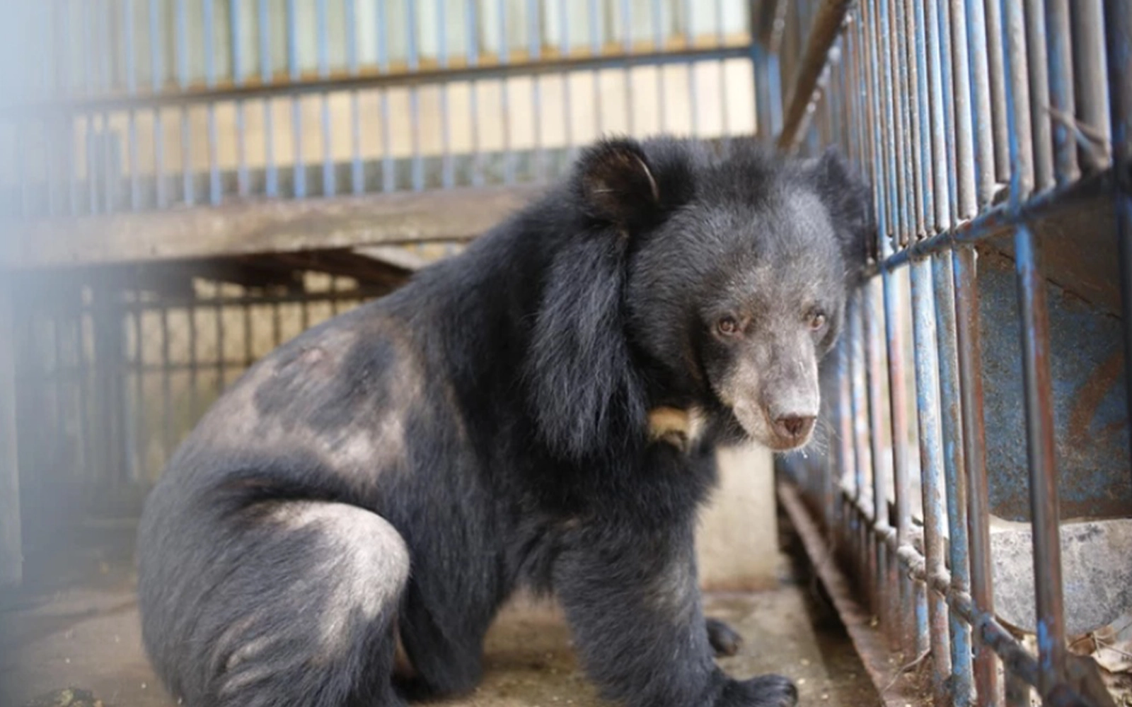 Bear bile farming: an abhorrent Asian trade | FMT