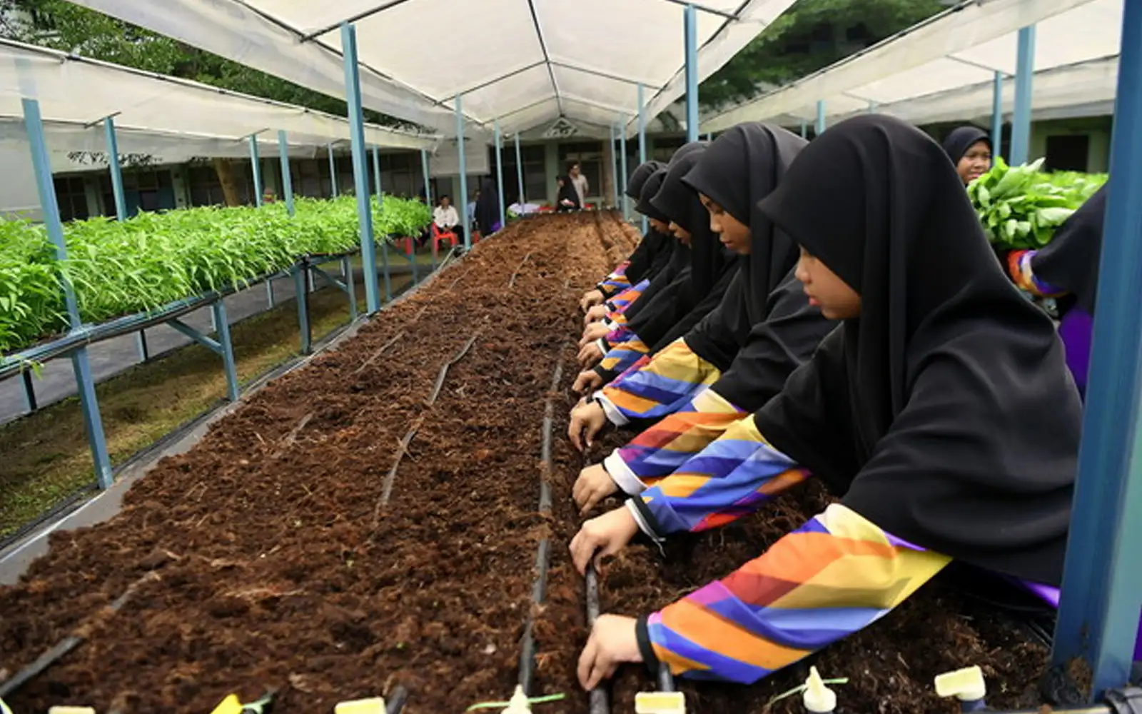 Fadhlina! Mat Sabu! Jom ajar anak pegang cangkul | FMT