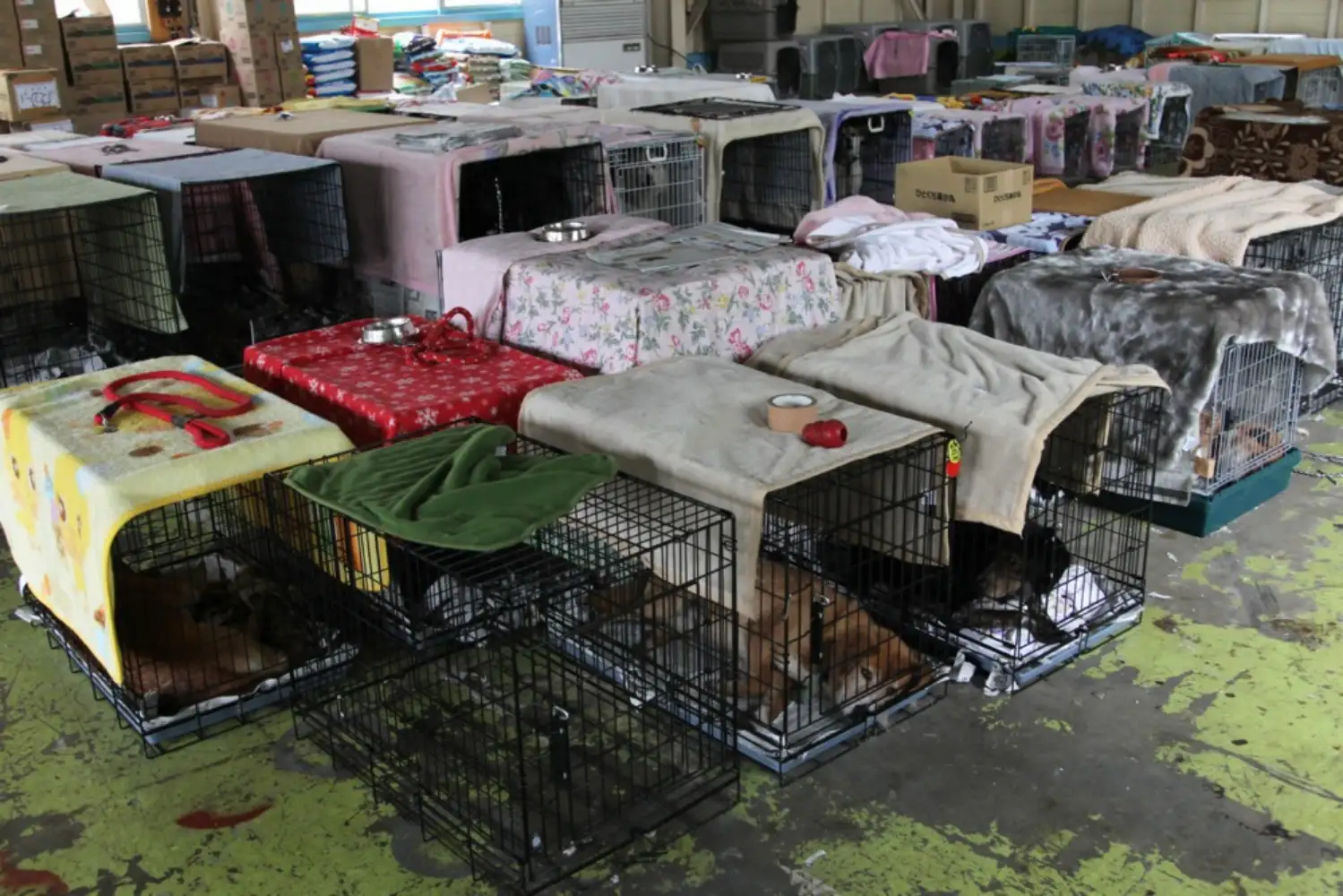 Blaze kills dozens of dogs in Japan | FMT