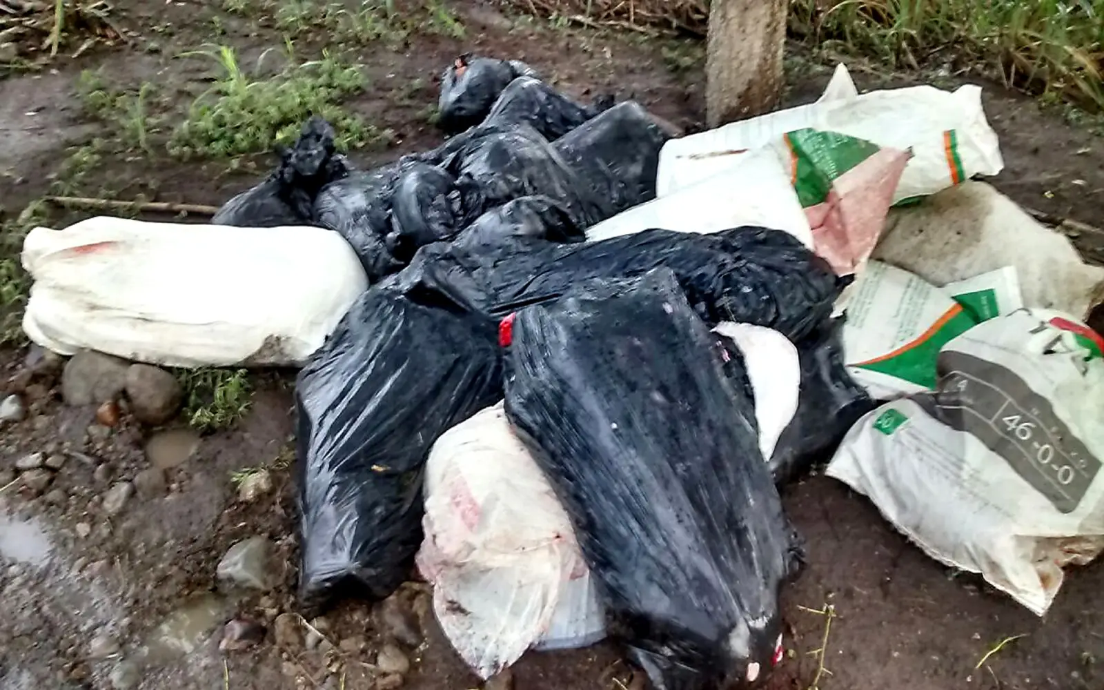 Mexico recovers 31 bodies from clandestine graves | FMT