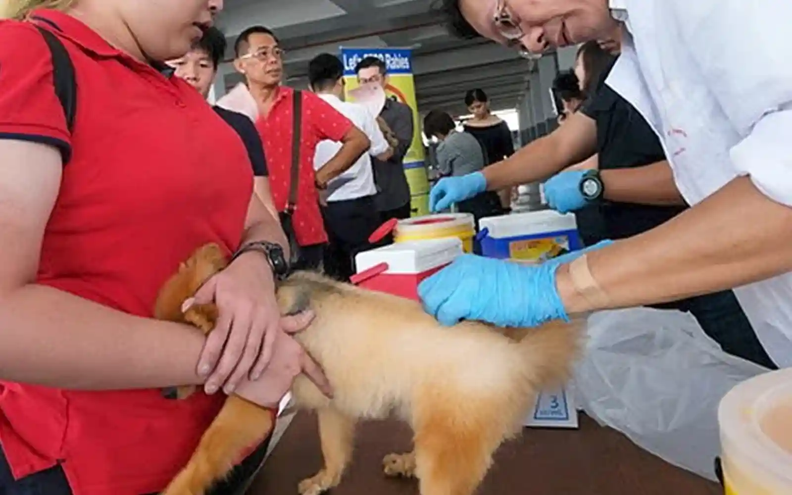 Sarawak enforces new anti-rabies vaccination order | FMT