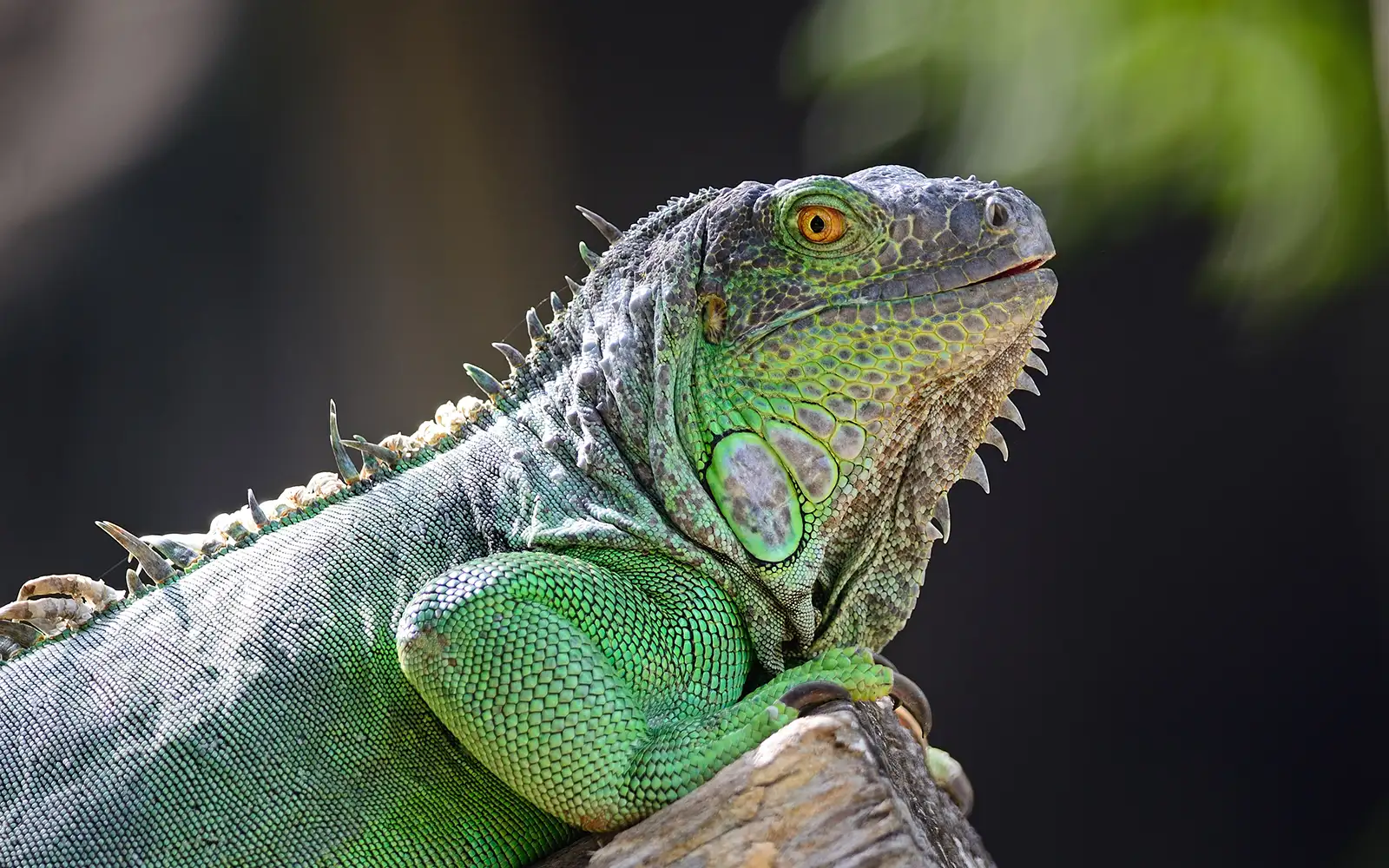 Indian authorities rescue 379 animals smuggled from Malaysia | FMT