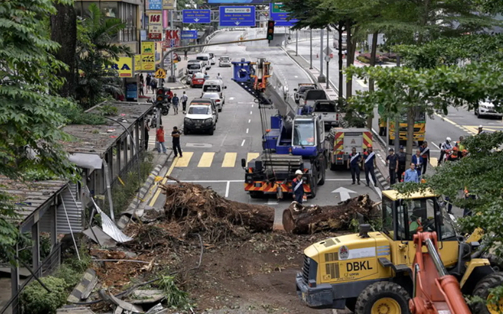 Root rot likely cause of fallen tree in Pudu | FMT