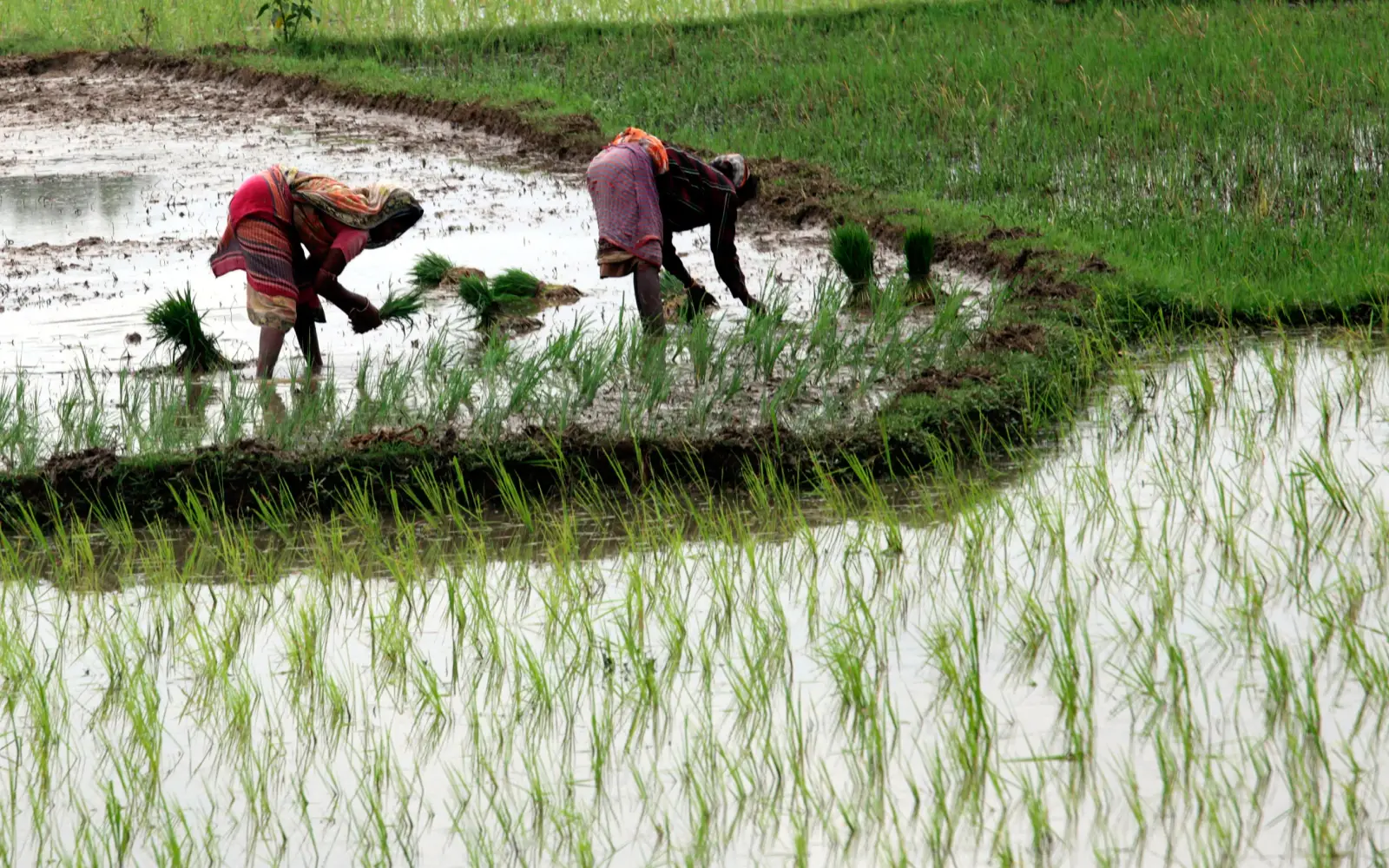 India’s rice stocks hit record high while wheat reserves deplete | FMT