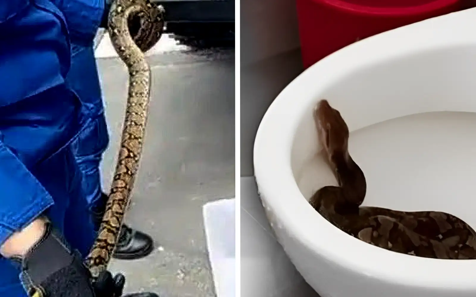 6-year-old bitten by python in toilet bowl | FMT