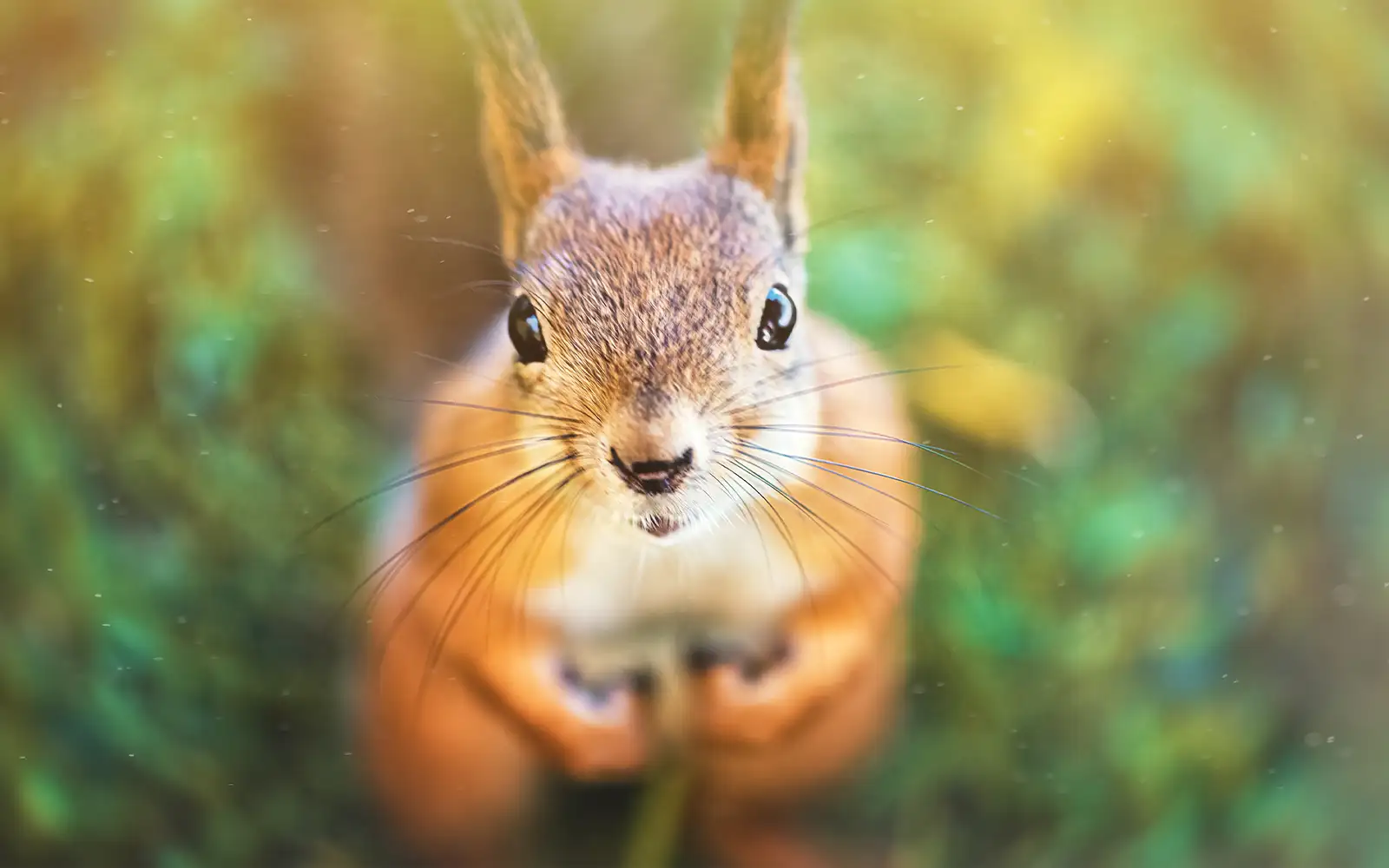 Animal intelligence isn’t to be underestimated | FMT