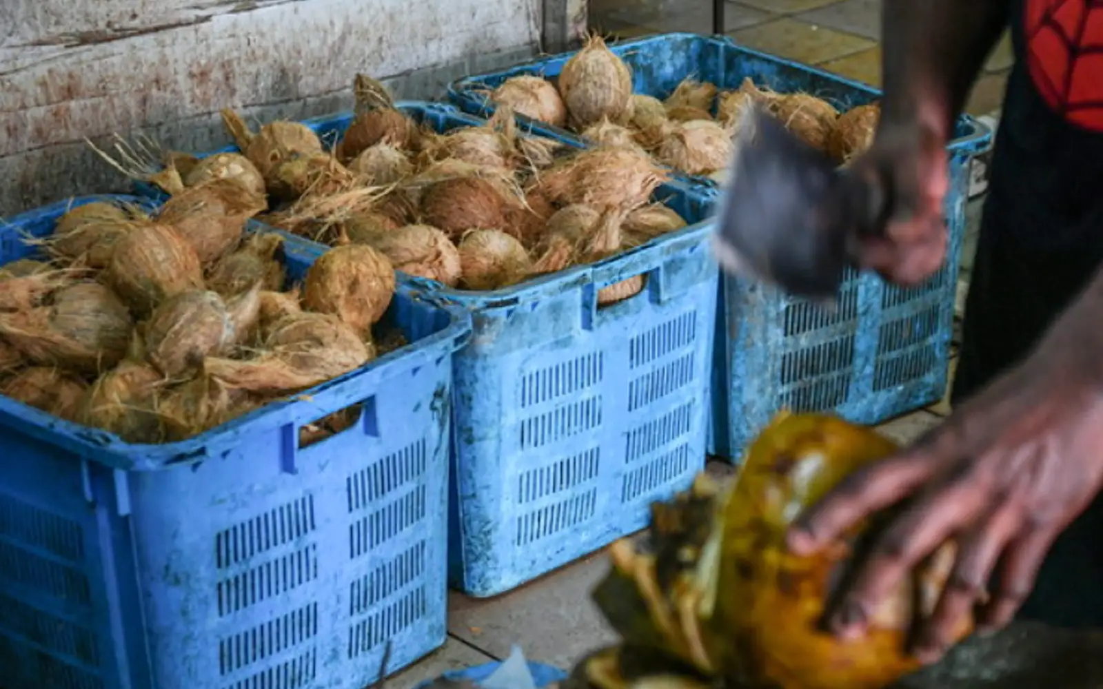 Bekalan kelapa, santan di Johor kini stabil, kata exco | FMT