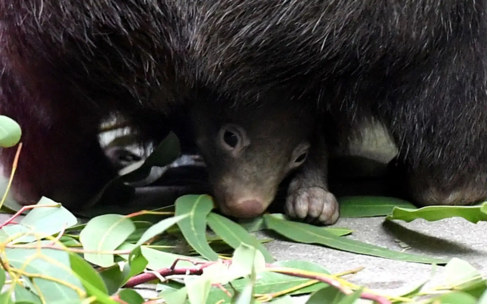 US influencer draws outrage for snatching baby wombat | FMT