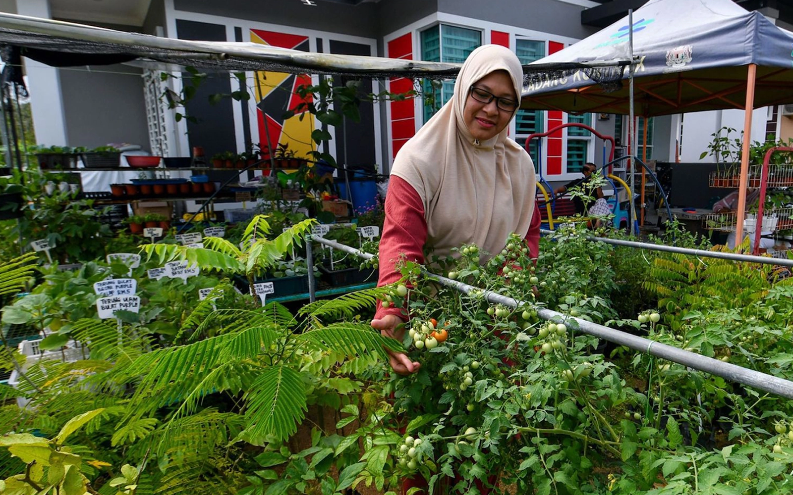 K’tan homemaker turns gardening hobby into thriving business | FMT