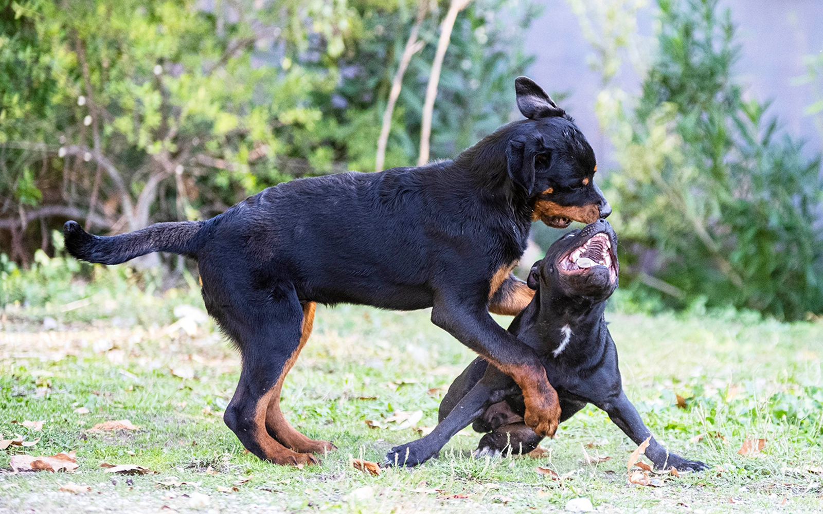 Owner agrees to euthanise 2 Rottweilers after attack | FMT