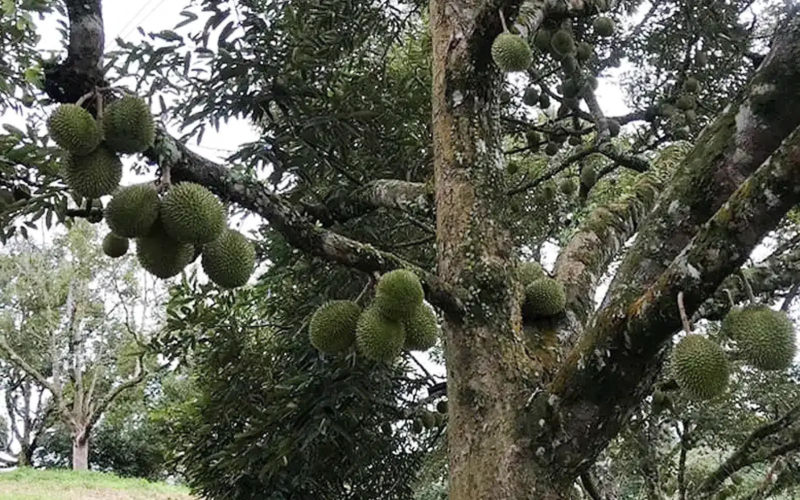 Trees as young as 8 found on Raub Musang King farm, says MACC | FMT