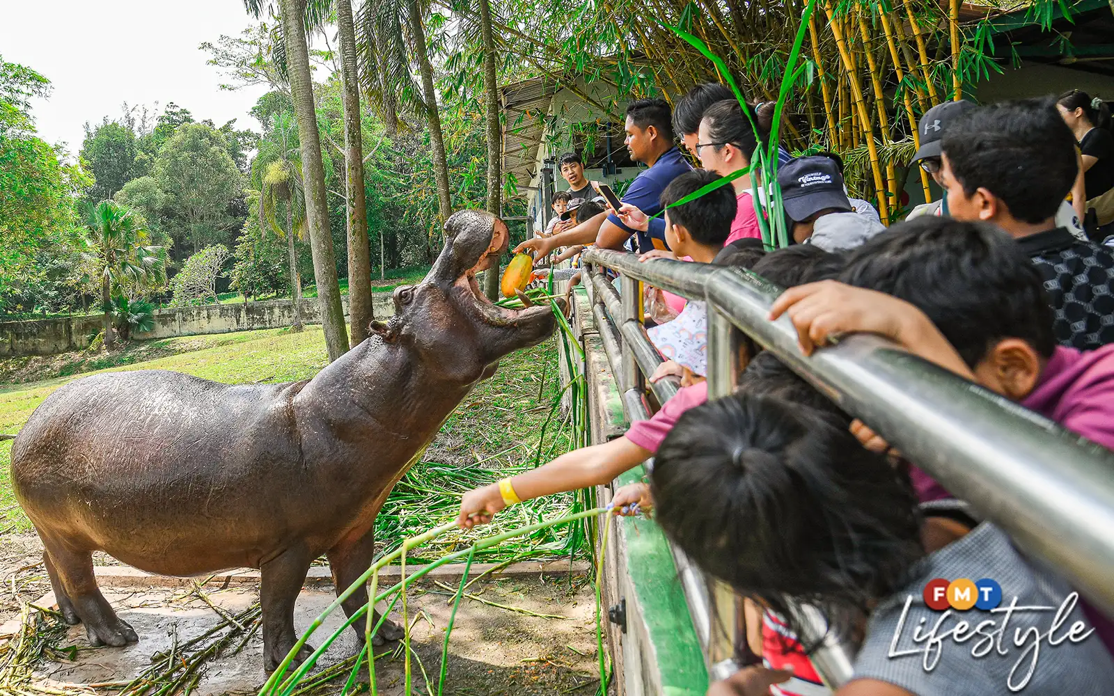 A roaring good time at GL Play’s ‘Rimba Safari’ | FMT