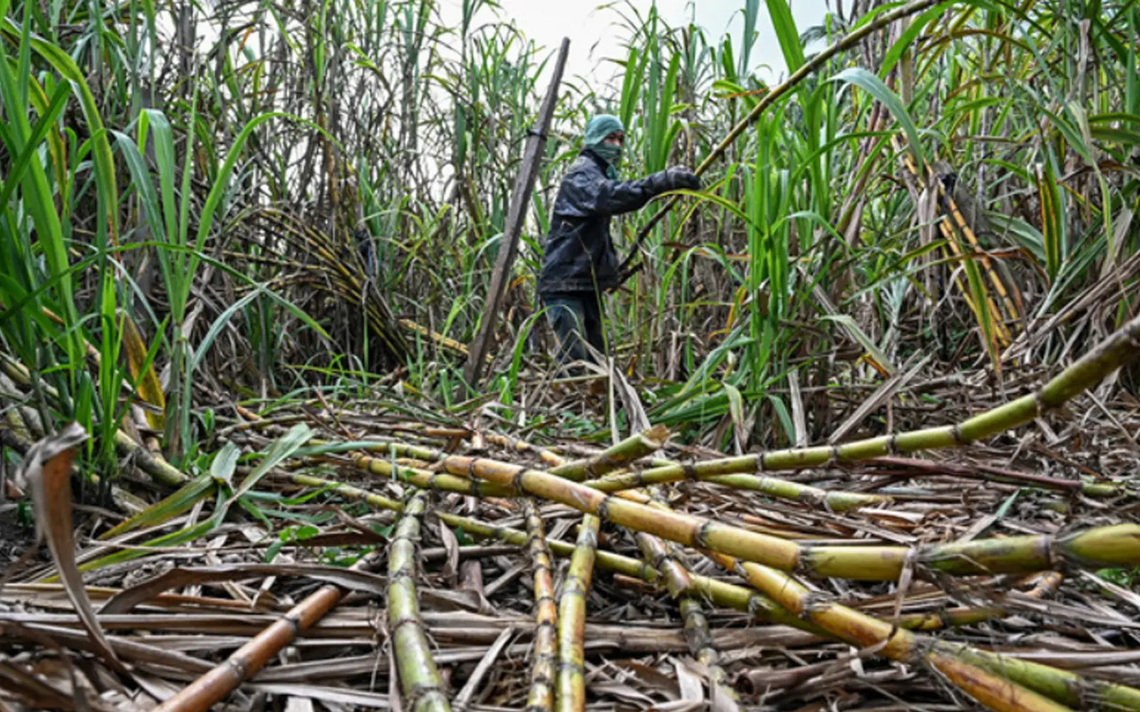 MSM looking to revive sugar cane plantations in Malaysia | FMT