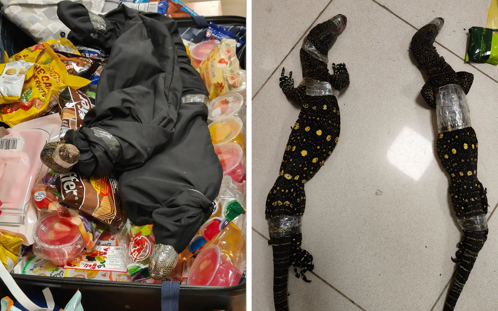 Traveller arriving in India from KL busted with monitor lizards in ...