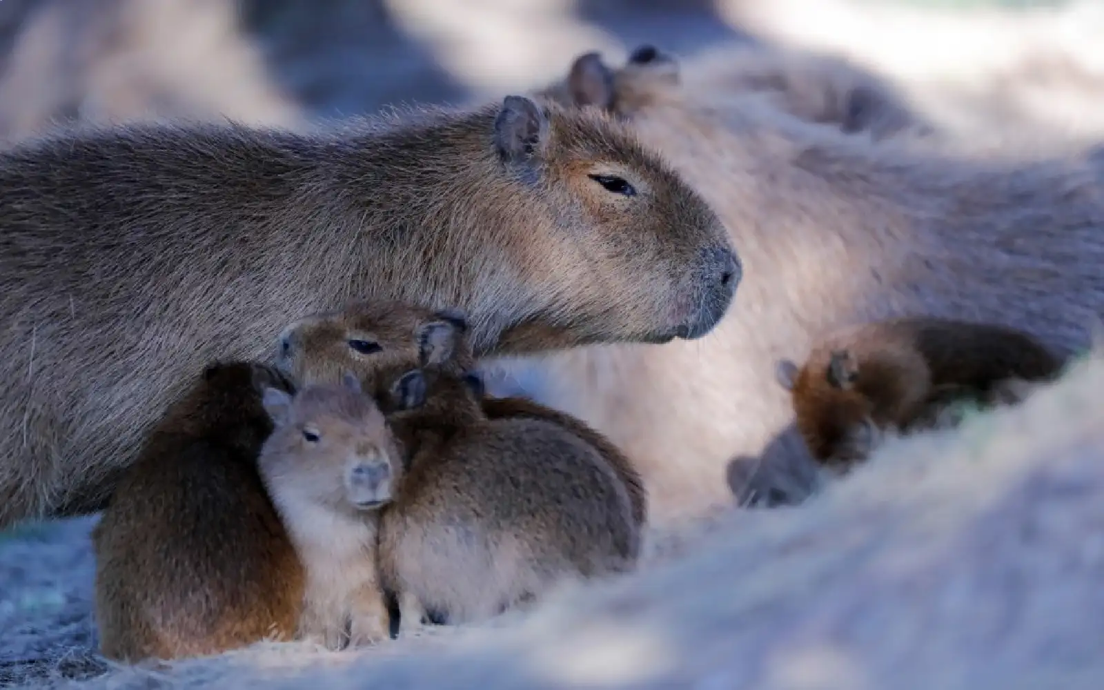 Fugitive capybara caught by Chinese zoo after 2 months on the run | FMT