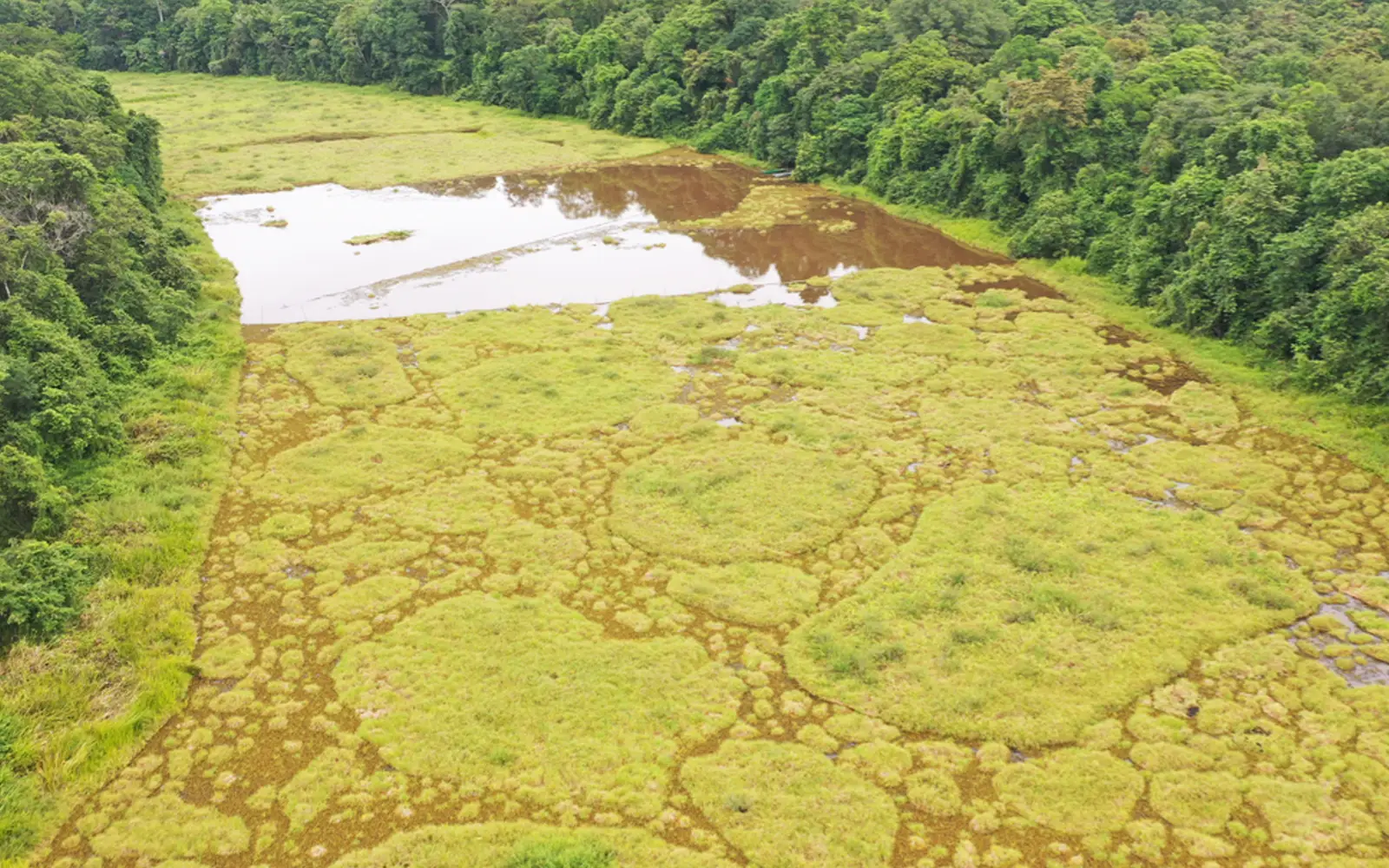 Sabah’s Pin Supu forest reserve receives international recognition | FMT